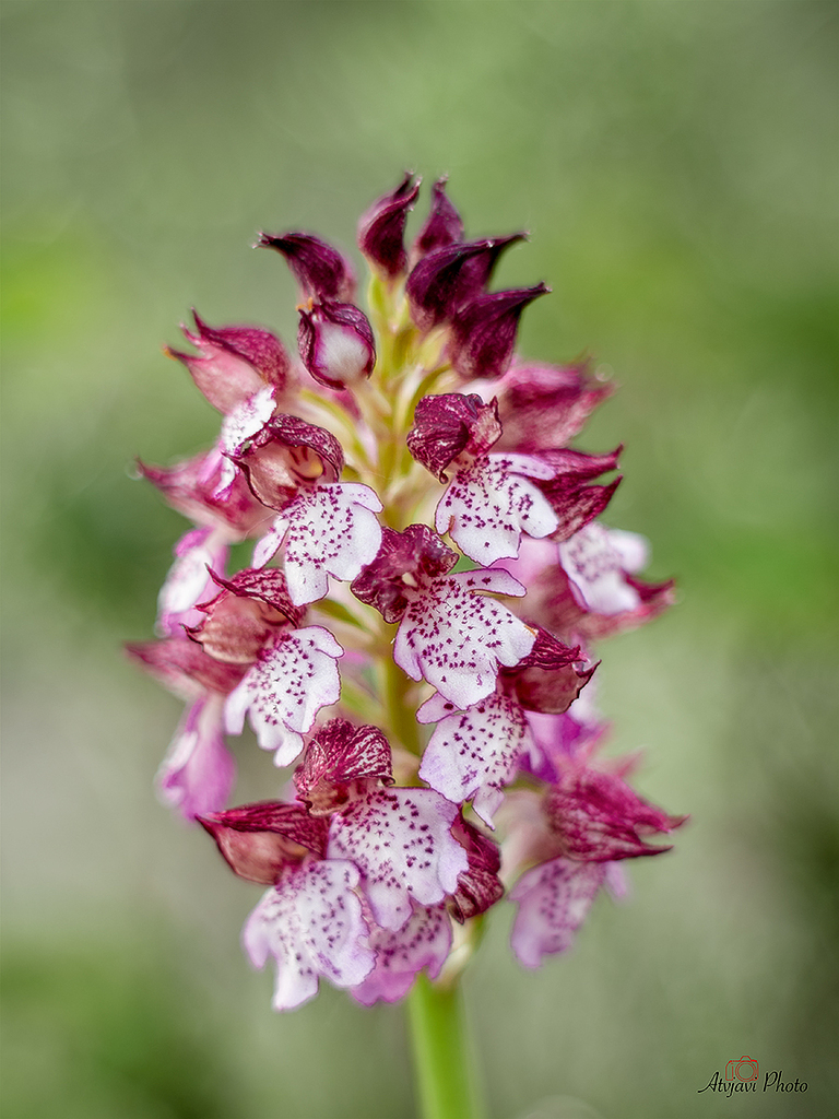 Orchis Purpurea. (nofdls) - Macros - Foro OjoDigital