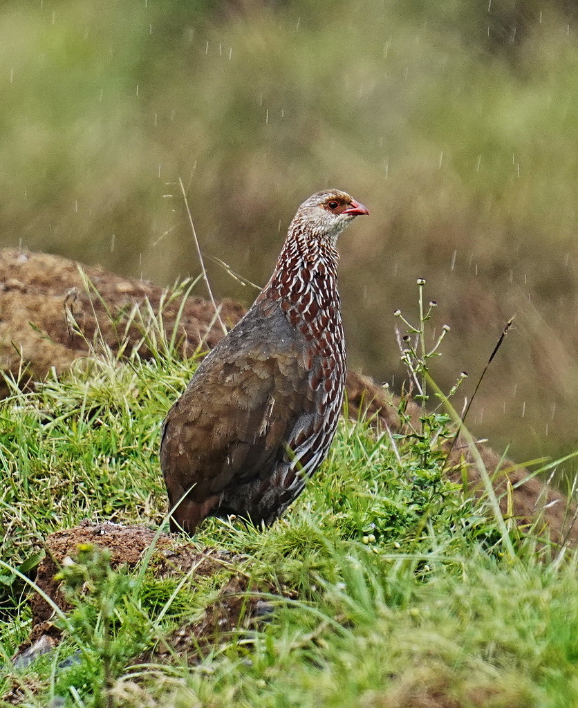 Francolin de Jackson - Flora y Fauna - Foro OjoDigital